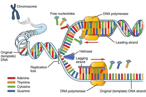 Dna And Dna Replication Diagram Quizlet
