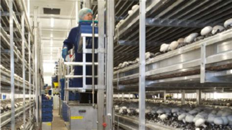 A Mushroom Farm Demolished Offices And A SEX SHOP Where Cops Say You Should Report Hate Crime