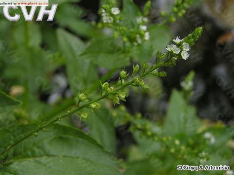 北水苦荬Veronica anagallisaquatica Linn 植物图片库 植物通