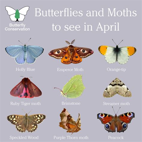 Butterflies And Moths Identification At Rebecca Skinner Blog