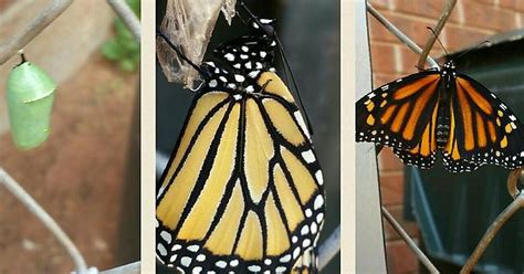 Flutterby Butterfly Imgur