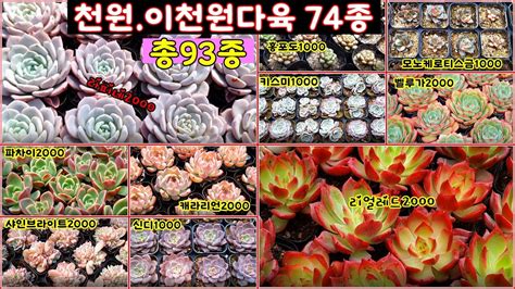 💗5월21일 대소다육 💗천원이천원다육74종포함 총93종 화려한색감묵은둥이 착한가격선인장 둥근 환엽수형의 이쁜아이들 만나보세요多肉植物succulent 다육이