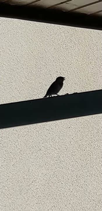 თოფი მათხოვე Youtube