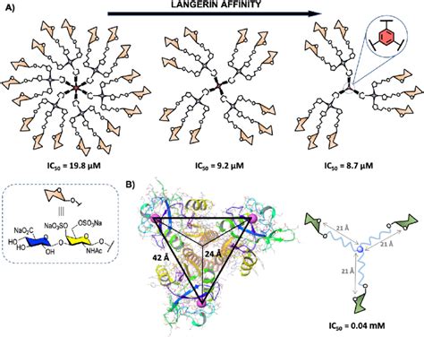 A General Representation Of Second Generation Glycodendrimers With