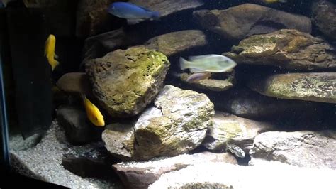 75 Gallon African Cichlid Tank Hd 1080p Youtube