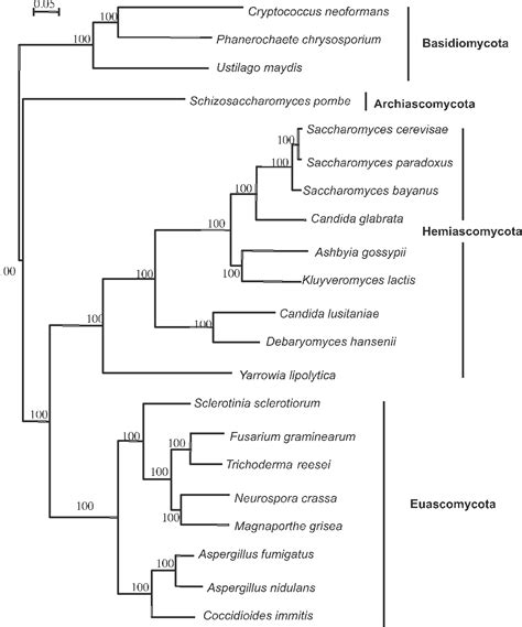 Figure 1 From Assessing The Performance Of Single Copy Genes For