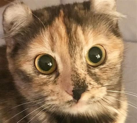 Mouse Album On Imgur