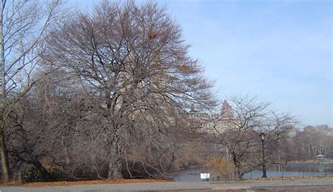 Old Trees Of New York Reborn The New York Times