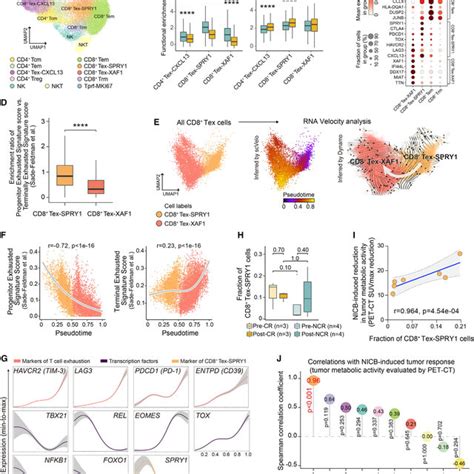 Identification Of Progenitor Like Cd8 Tex Cells A Sub Clustering Of Download Scientific