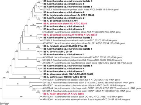 Core Gene Based Molecular Detection And Identification Of Acanthamoeba Species Pmc