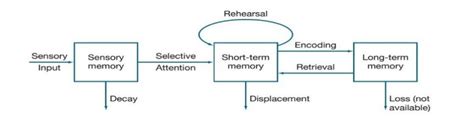 The Atkinson And Shiffrin Information Processing Theory Model [20] Download Scientific Diagram