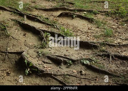 Tree Roots Visible Through Ground In Forest Stock Photo Alamy