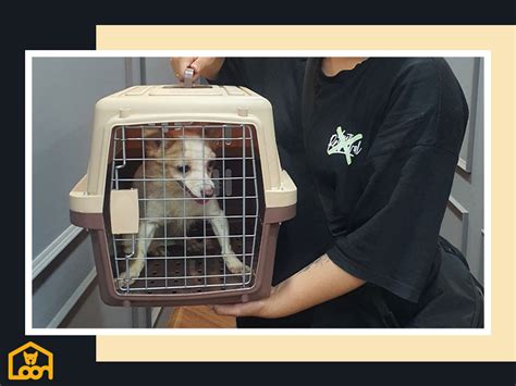 믹스견 꾸꾸 책임분양 브리티쉬숏헤어분양 토이푸들분양 애완견분양 폼피츠분양 유기묘무료분양 말티푸분양 강남고양이분양 말티즈분양 빅토리아펫보호소 입양완료