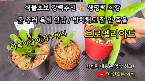 생명력이 매우 강하고 물관리가 너무 편한 식물을 소개합니다 이름은 브로멜리아드입니다 햇빛을 많이보여주면 엄청난 발색을 보여주고 다육이같이 자구번식을 해요 키우기 너무