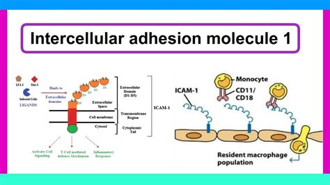 Frontiers Roles Of Intercellular Cell Adhesion Molecule 1 47 Off