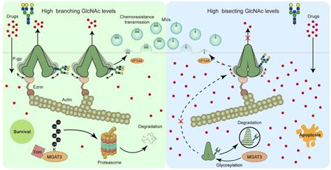 我院关锋团队揭示糖基化修饰影响p 糖蛋白介导的乳腺癌耐药的生物学功能 生命科学学院