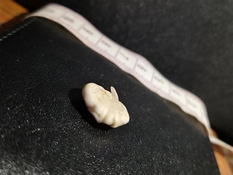 Uk Fossil Need Help Identifying R Fossils