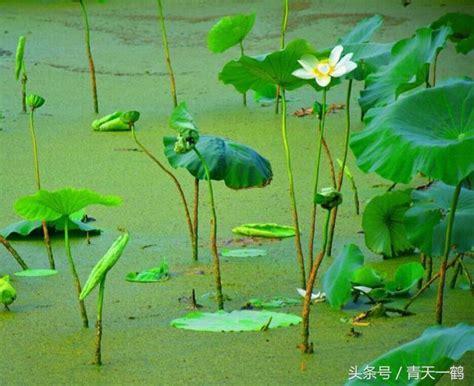 留得殘荷聽雨聲 每日頭條
