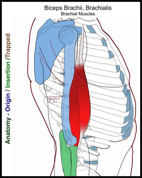 Biceps Brachii Functional Anatomy Integrative Works