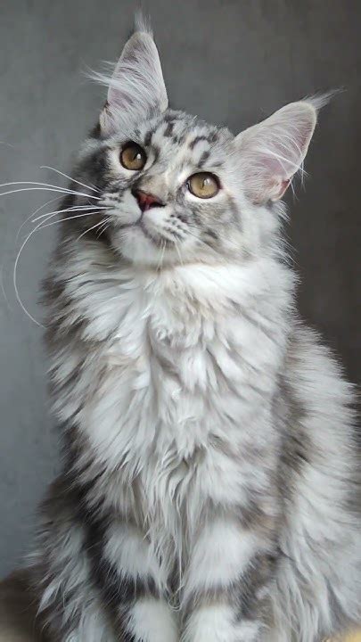 Silver Tortoise Maine Coon Shows 35 Months Old Youtube