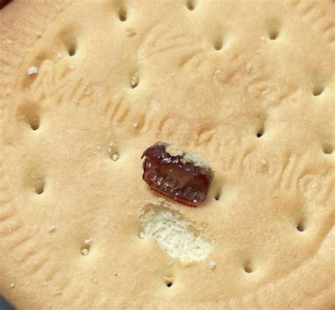 Found This Cockroach Egg Case Baked Into A Marie Biscuit R