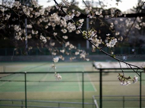 桜とコート GANREF