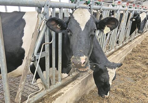 Bias Could Be History In Dairy Cow Assessment The Western Producer