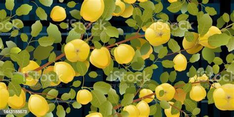 잘 익은 과일을 가진 마르 멜로 나무 가지 어두운 배경 그림입니다 식용 수확을 가진 정원 식물 매끄러운 패턴 구성 단풍과 나뭇잎이있는 가지 벡터 사과에 대한 스톡 벡터 아트