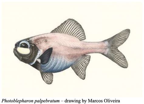 Advanced Topic Flashlight Fish In Captivity Reef2reef