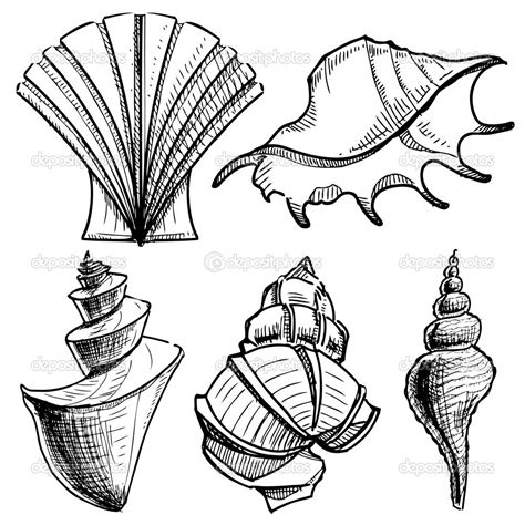 Shell Drawing Easy At GetDrawings Free Download