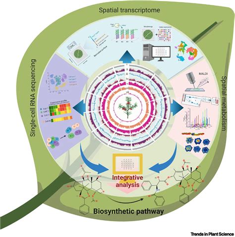 Spatial Multi Omics In Medicinal Plants From Biosynthesis Pathways To Industrial Applications