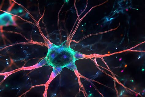 Particle News New Research Reveals Astrocytes Can Transform Into Brain Stem Cells