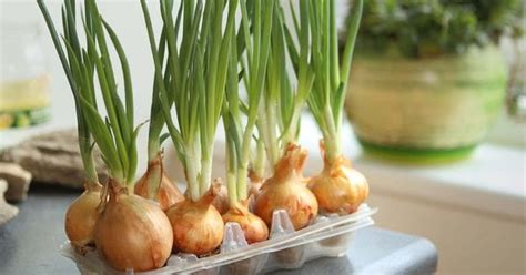 Як виростити цибулю на перо у звичайному яєчному лотку ефективний швидкий метод