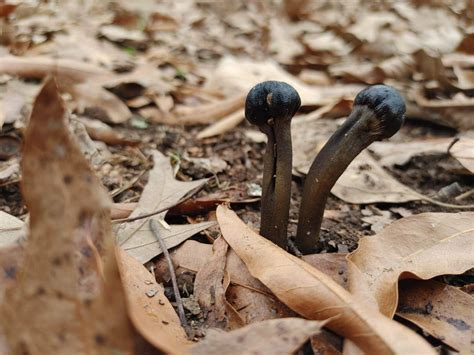 These Were Found In My Friends Backyard In Mississippi Any Ideas On