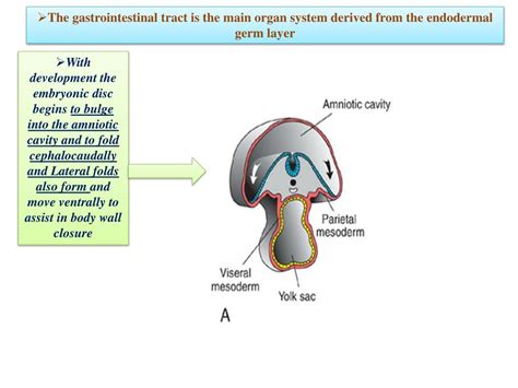 Ppt Derivatives Of The Ectodermal Germ Layer Powerpoint Presentation Id 1981616