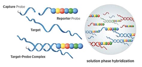 Nanostring Ncounter Pro Sirona Dx The I O Clinical Service Laboratory