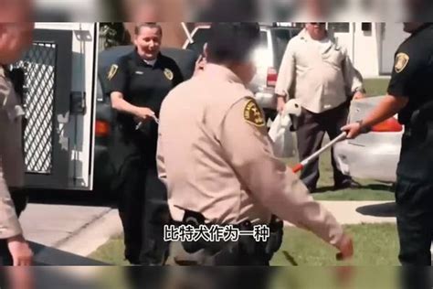 比特犬挑衅老虎被老虎一招锁喉送其归西老虎谁给的自信
