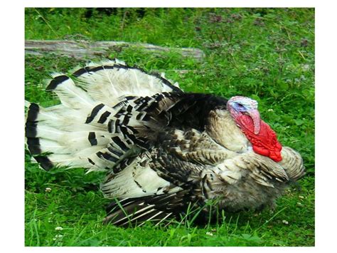 Домашние животные презентация онлайн