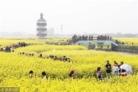 江苏泰州油菜花开放 水上赏花什么感觉 深圳新闻网