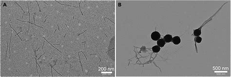 Cell Press Star Protocols