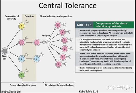 B细胞发育与选择2 知乎