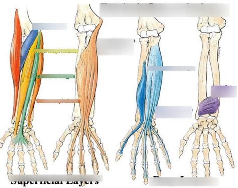 Diagram Of Forearm Flexors Quizlet