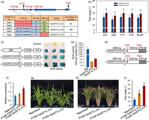 Function Analysis Of The Promoter Of TaHST1LA1 A Haplotype Analysis