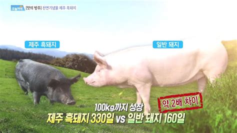 387회 1 천연기념물 제주 흑돼지 2 미식 열전 세종마을 음식문화거리 3 눈길 사로잡는 뼈대 있는 요리 4 11