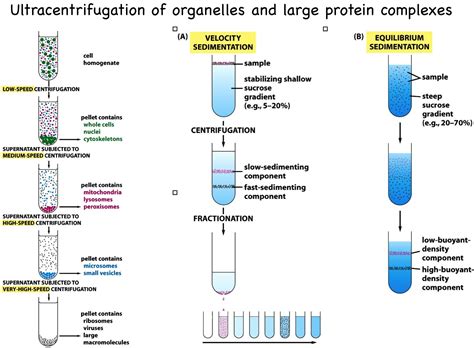 Protein Analysis And Interactions Mind Map