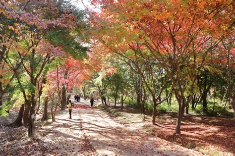 가을 산책하기 좋은 경기도 김포 가볼만한곳 김포장릉 네이버 블로그