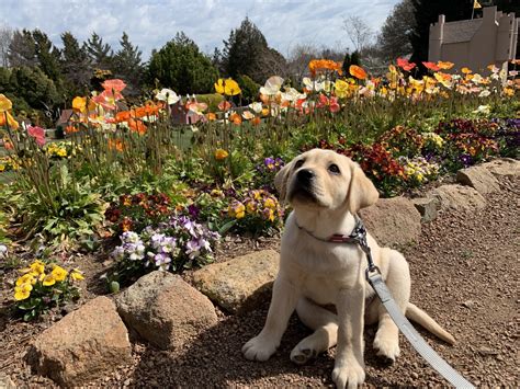 Whats On Cockington Green Gardens