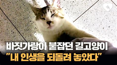 초면인 남자 바짓가랑이 붙잡은 고양이···내 인생을 되돌려 놓았죠 Youtube