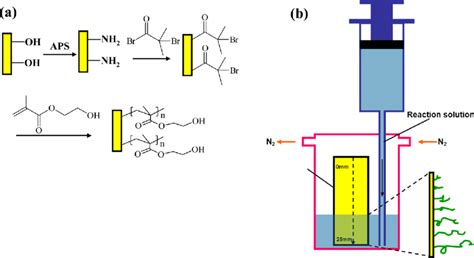 Schematic Illustration Of A Surface Initiated Polymerization Of Hema