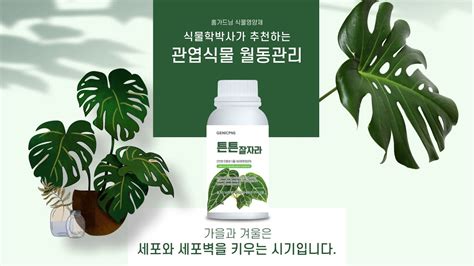 식물학박사 추천 홈가드닝 관엽식물 월동 관리법 칼슘과 마그네슘까지 함유된 식물영양제 튼튼잘자라 관엽식물영양제 관엽식물월동 관엽식물월동관리 Youtube